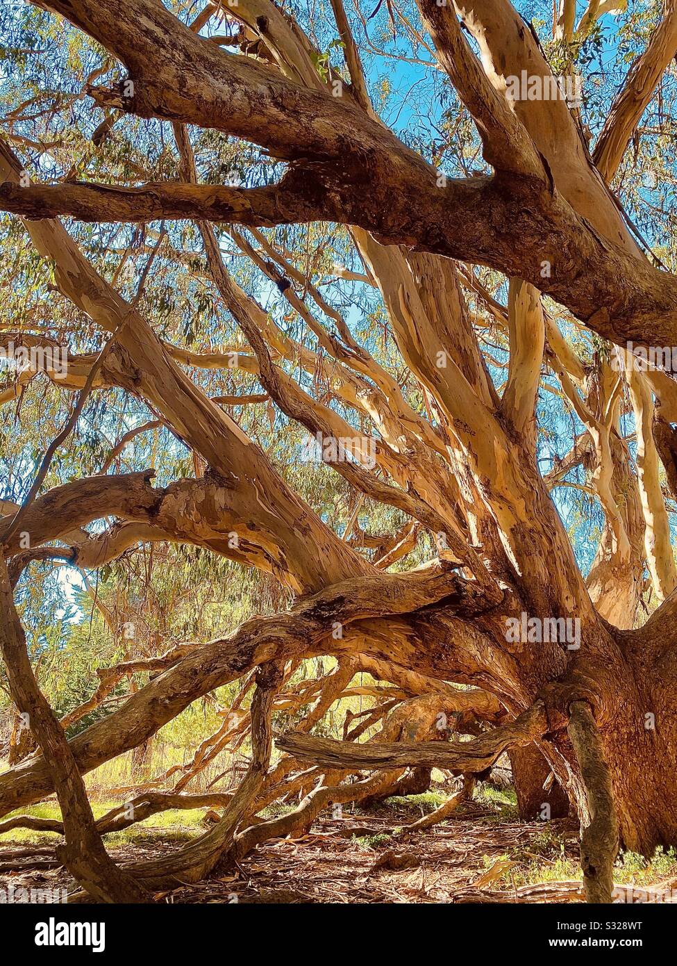 Bob ca hi-res stock photography and images - Alamy