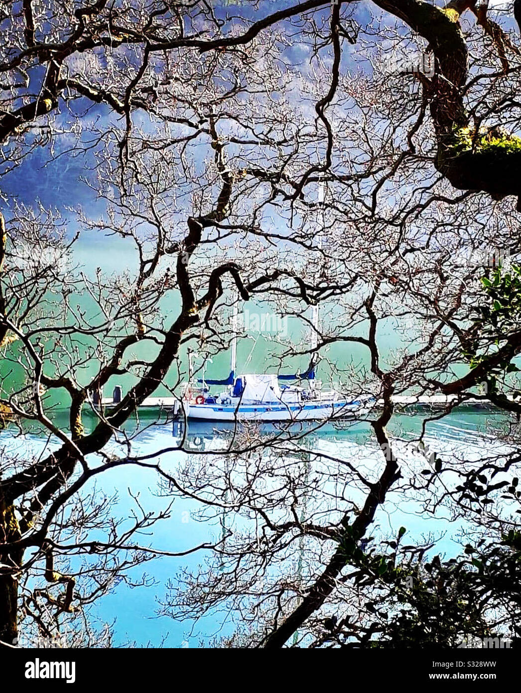 Glimpse through the trees at the Fal estuary Stock Photo - Alamy