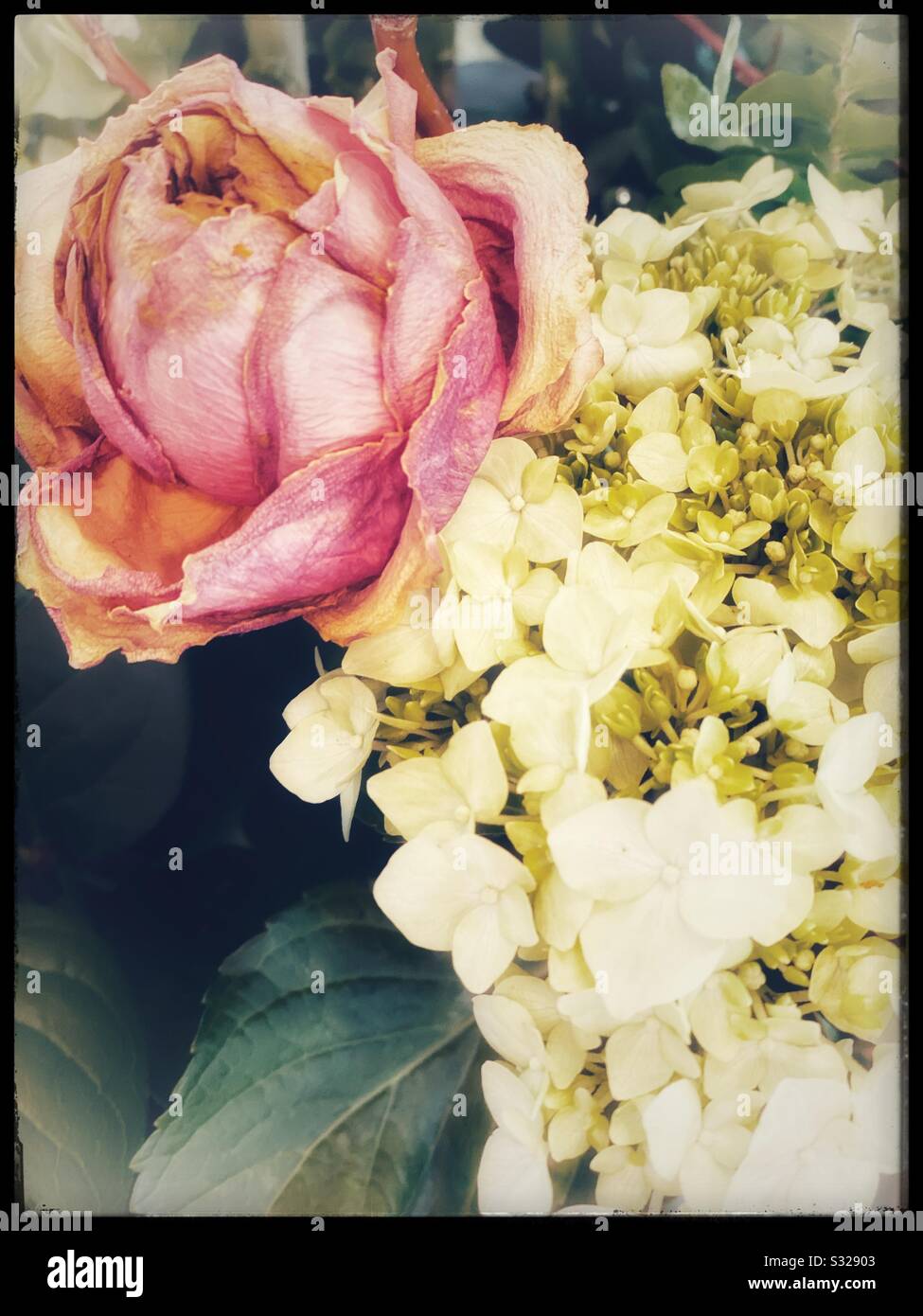 Rose and hydrangea hi-res stock photography and images - Alamy