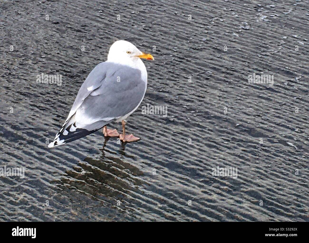 Seagull gull bird standing hi-res stock photography and images - Alamy