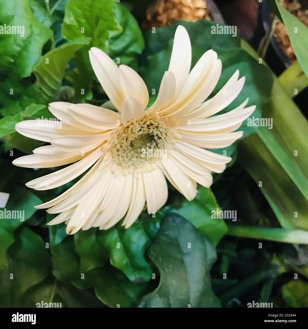 Cream colour hi-res stock photography and images - Alamy