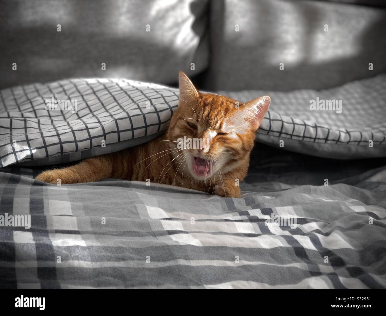 Sleepy cat hi-res stock photography and images - Alamy