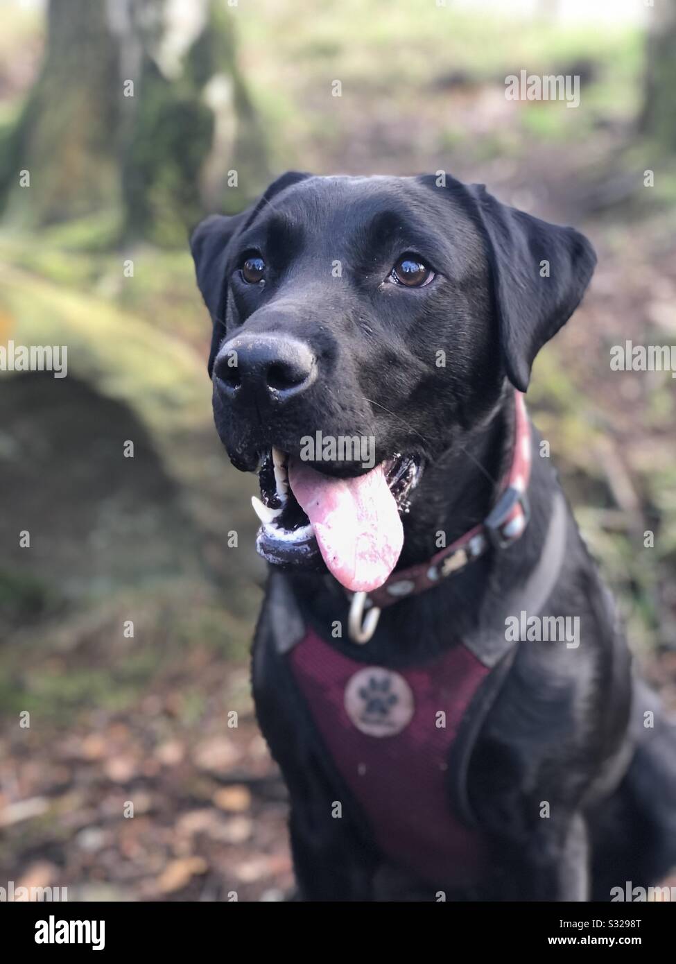 Happy labrador hi-res stock photography and images - Alamy