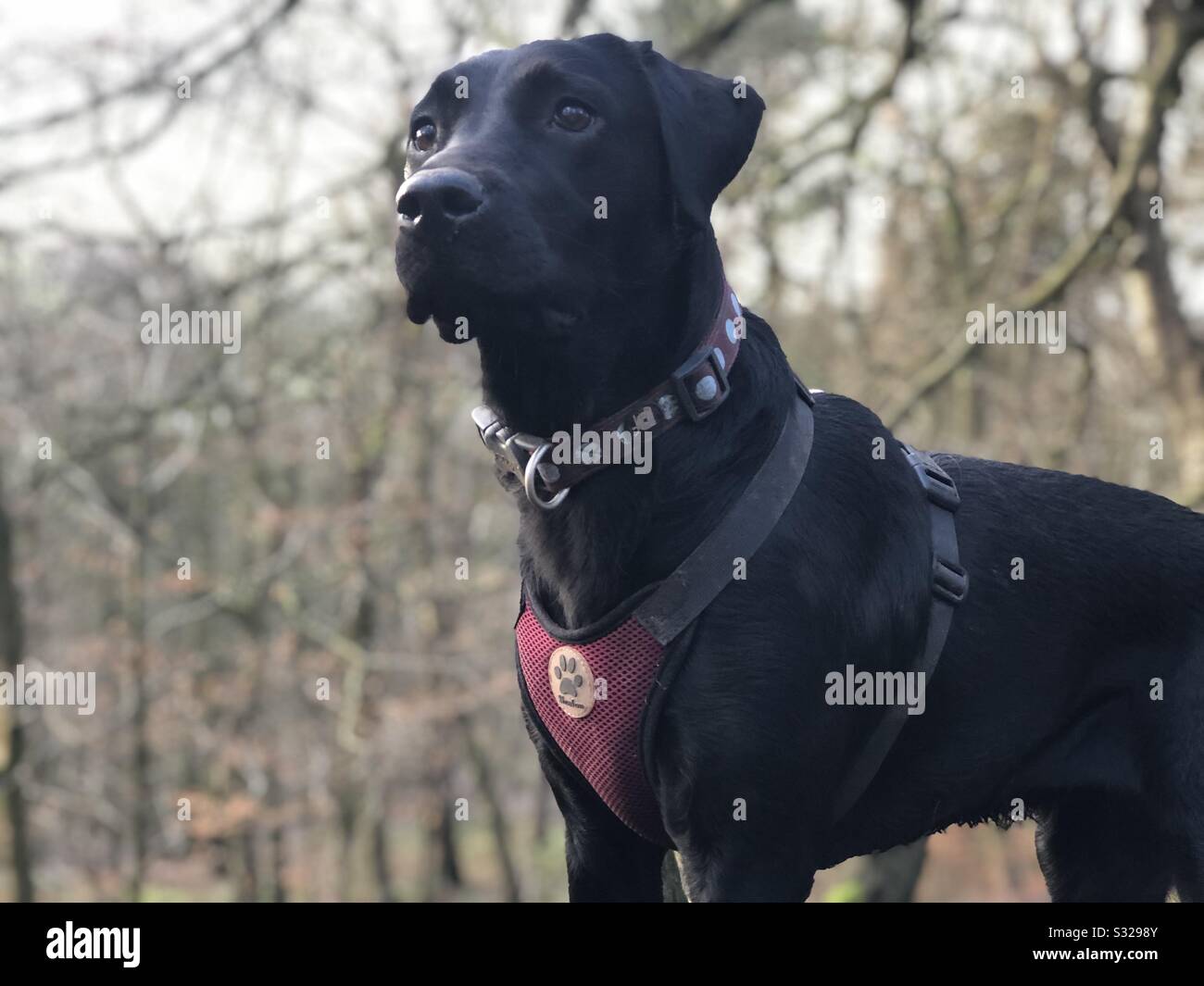 Black labrador looking out hi-res stock photography and images - Alamy