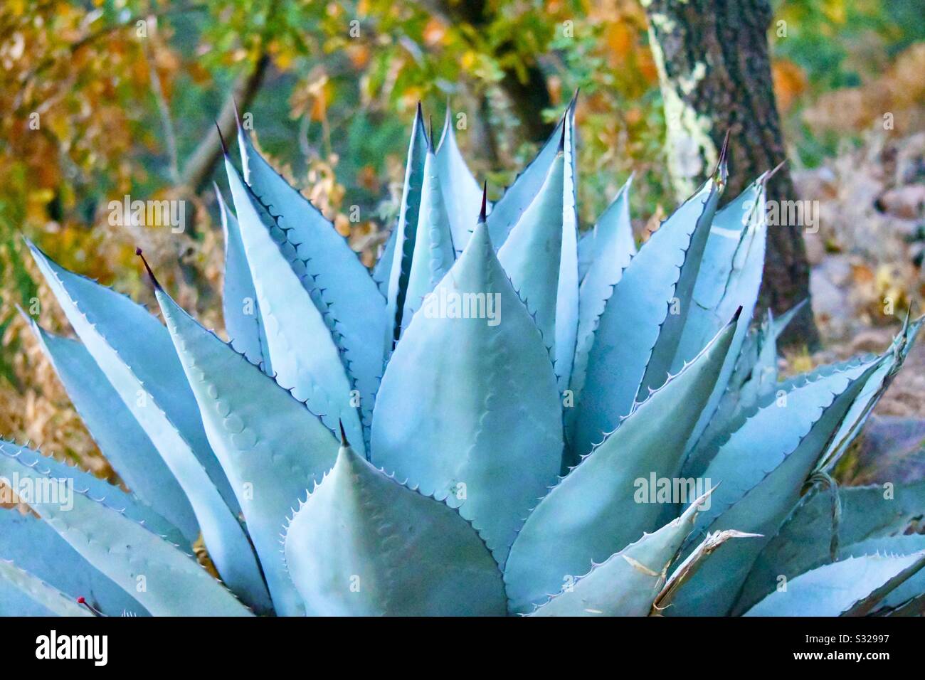 Blue Agave succulent cactus close up Stock Photo - Alamy