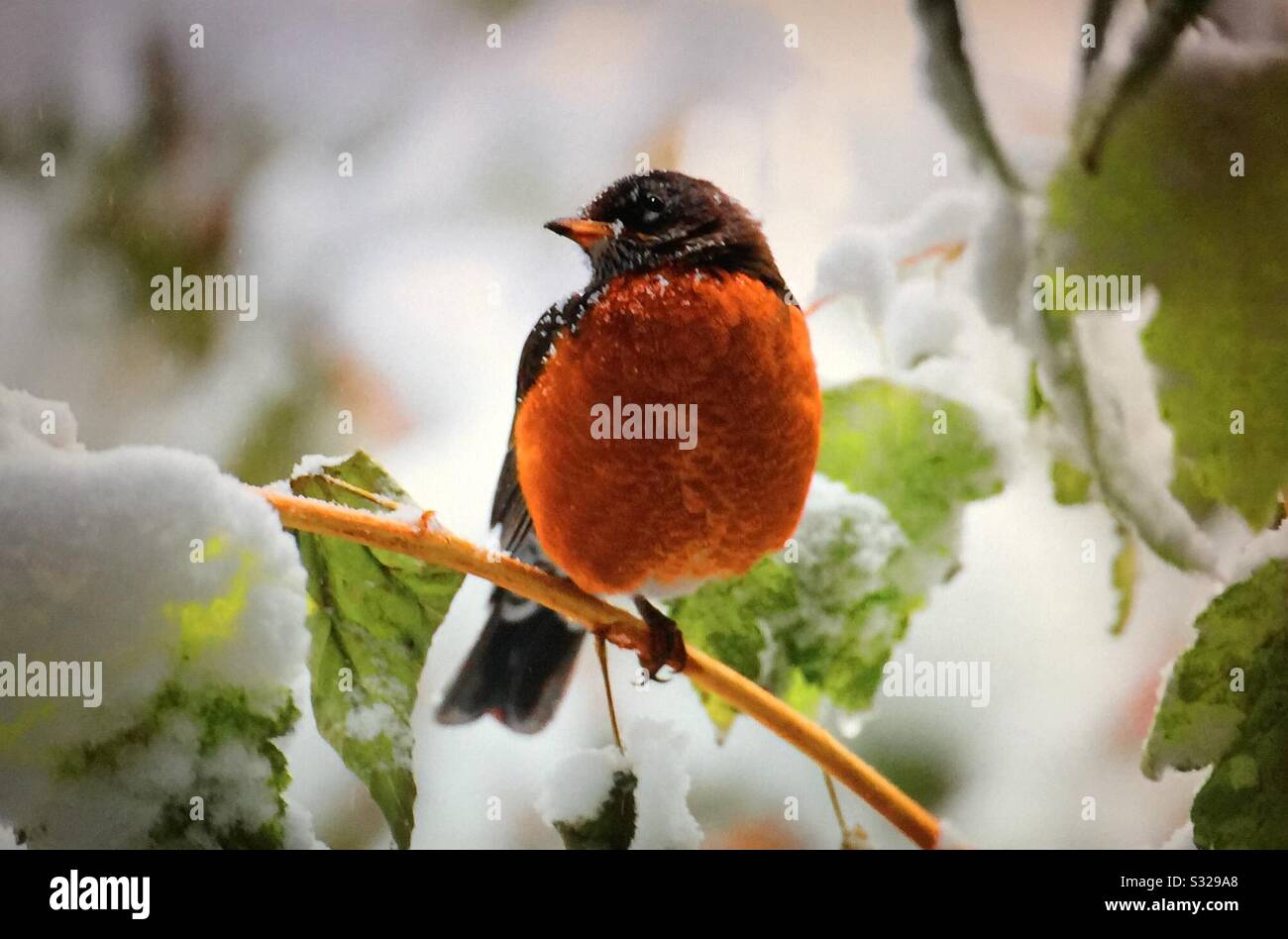 American Robin, Birds of North America, Calgary Alberta, Canada Stock ...