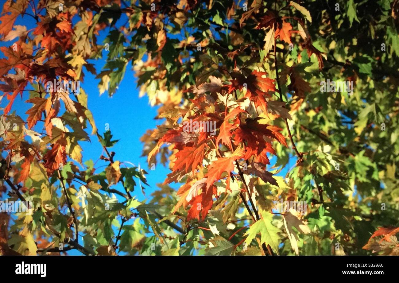 Autumn colours, sienna maple, September, 2019, Calgary, Alberta, Canada ...