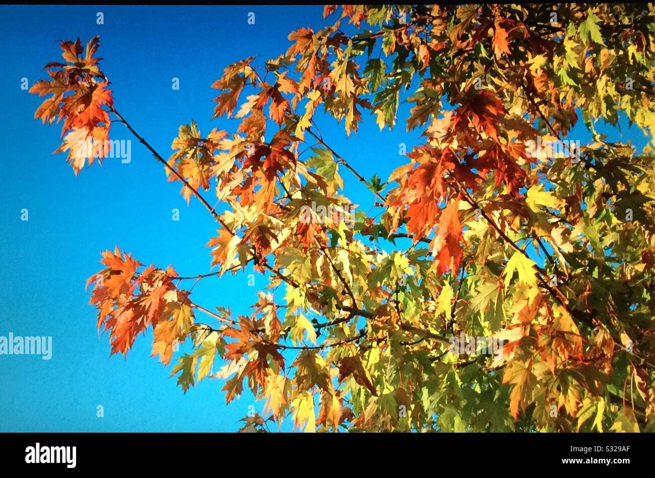 Sienna maple hi-res stock photography and images - Alamy