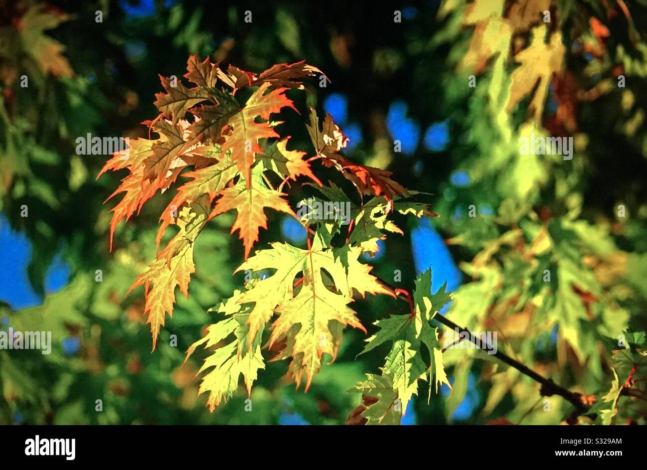 Sienna maple hi-res stock photography and images - Alamy