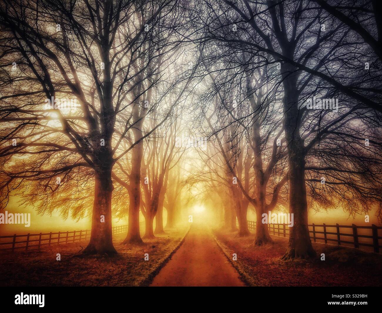 Misty avenue of trees Stock Photo - Alamy