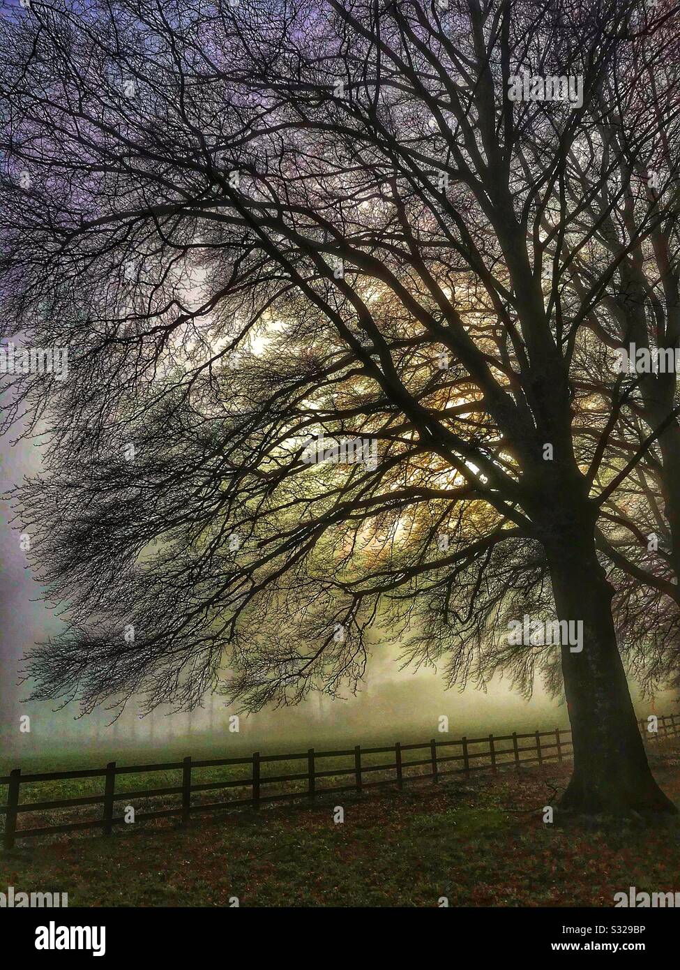 Tree with fence and mist Stock Photo - Alamy