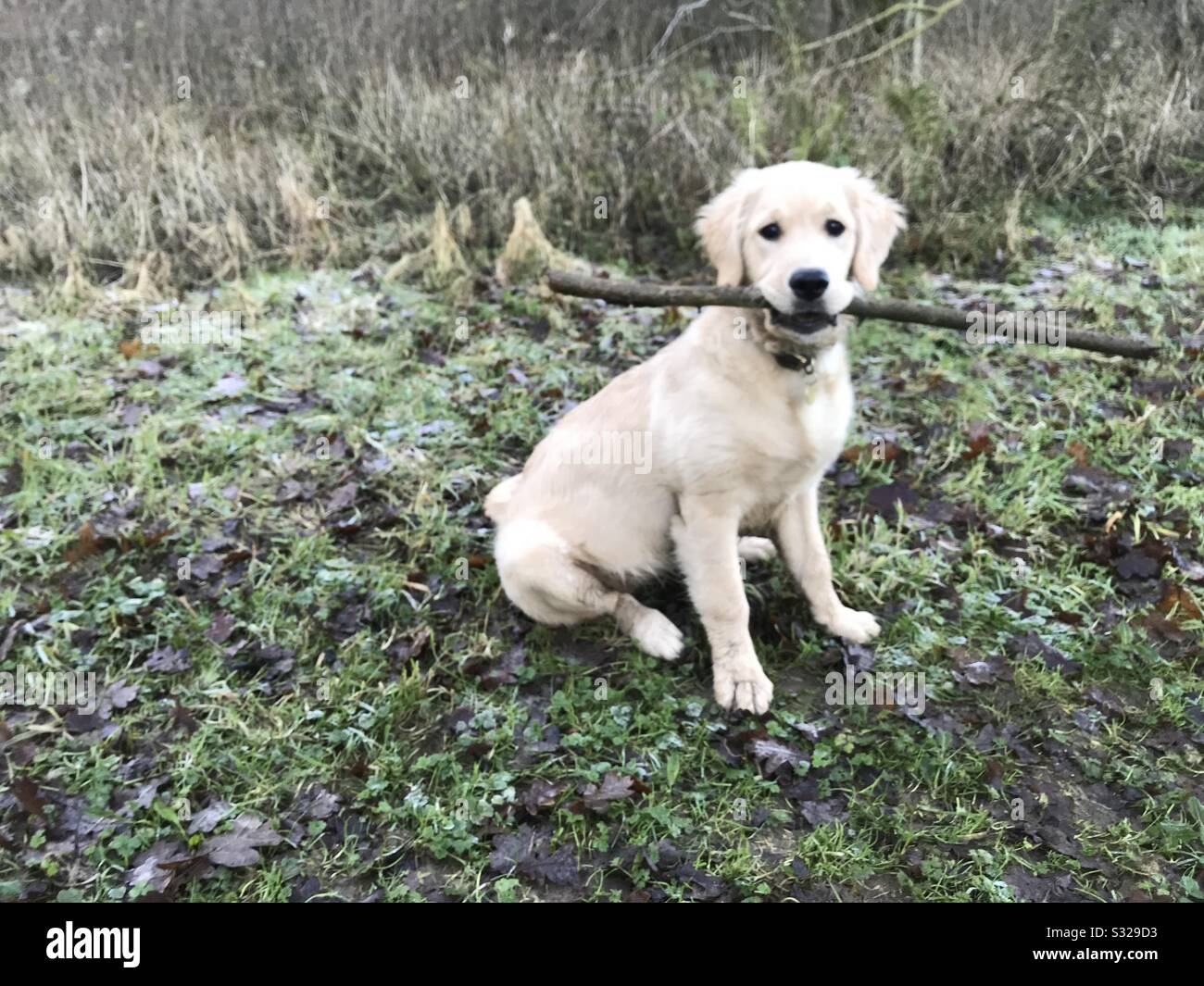 Retriever with stick hi-res stock photography and images - Alamy