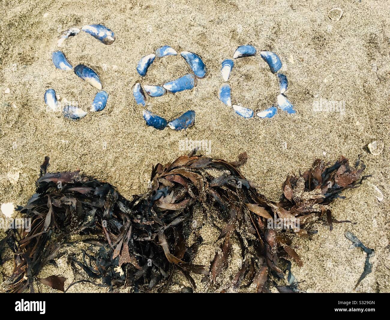 Seaweed shells beach hi-res stock photography and images - Alamy