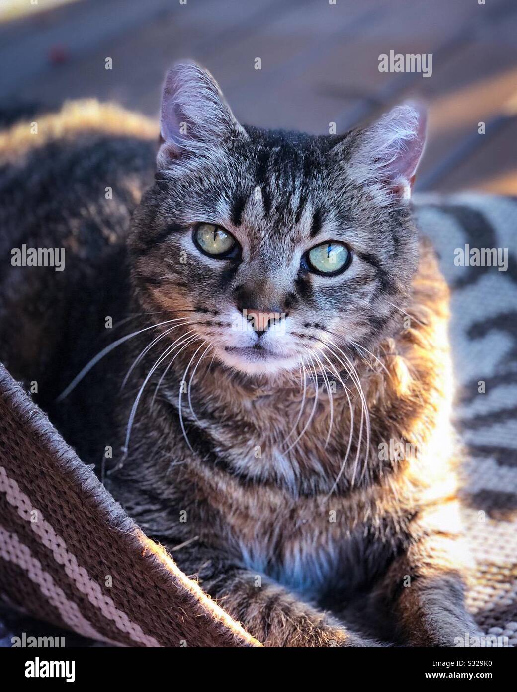 Pretty kitty hi-res stock photography and images - Alamy