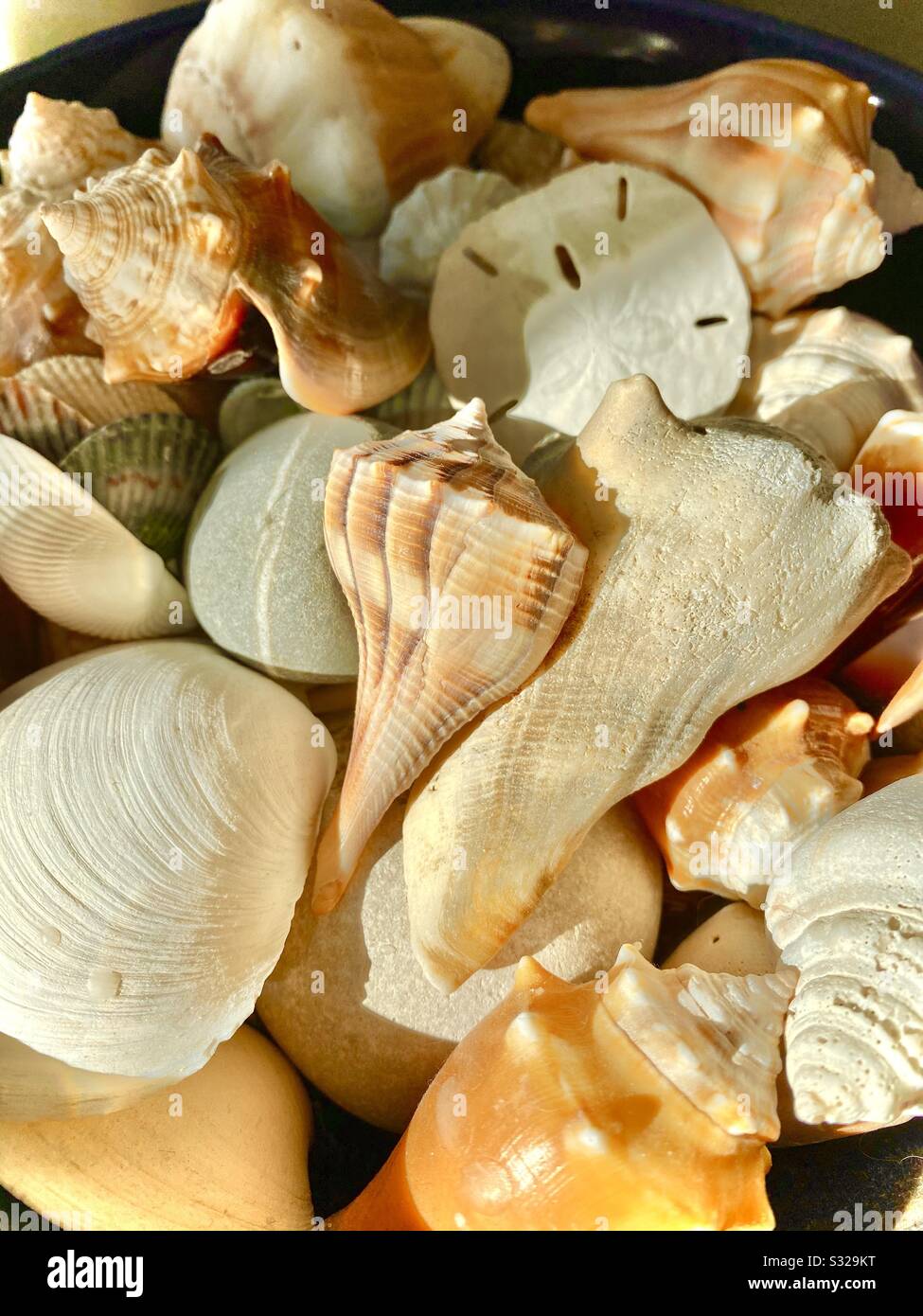 Decorating with shells hi-res stock photography and images - Alamy