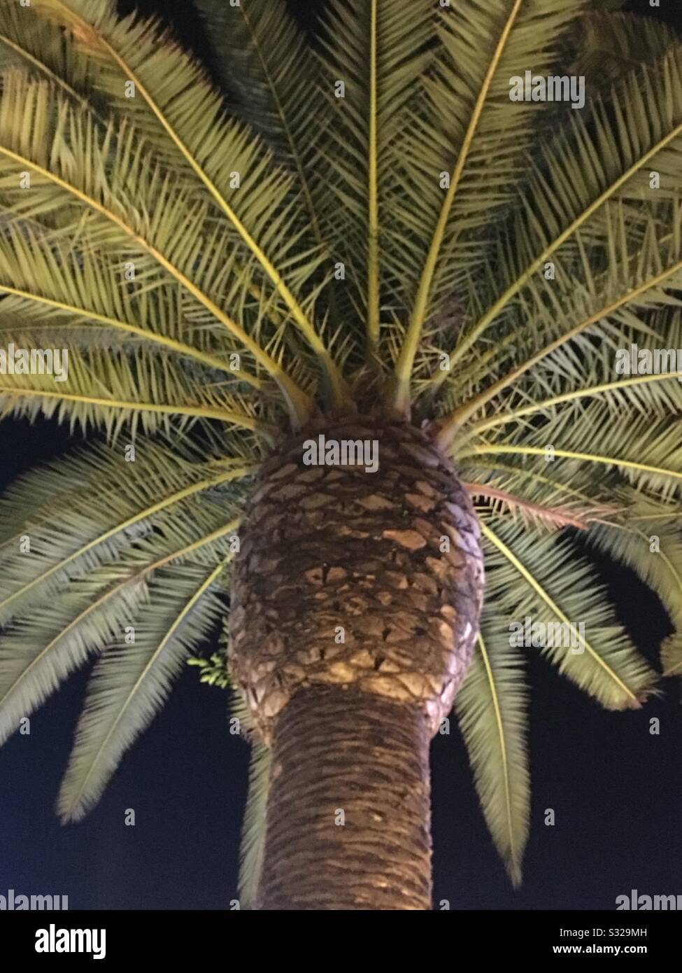 Zante Tree High Resolution Stock Photography and Images - Alamy