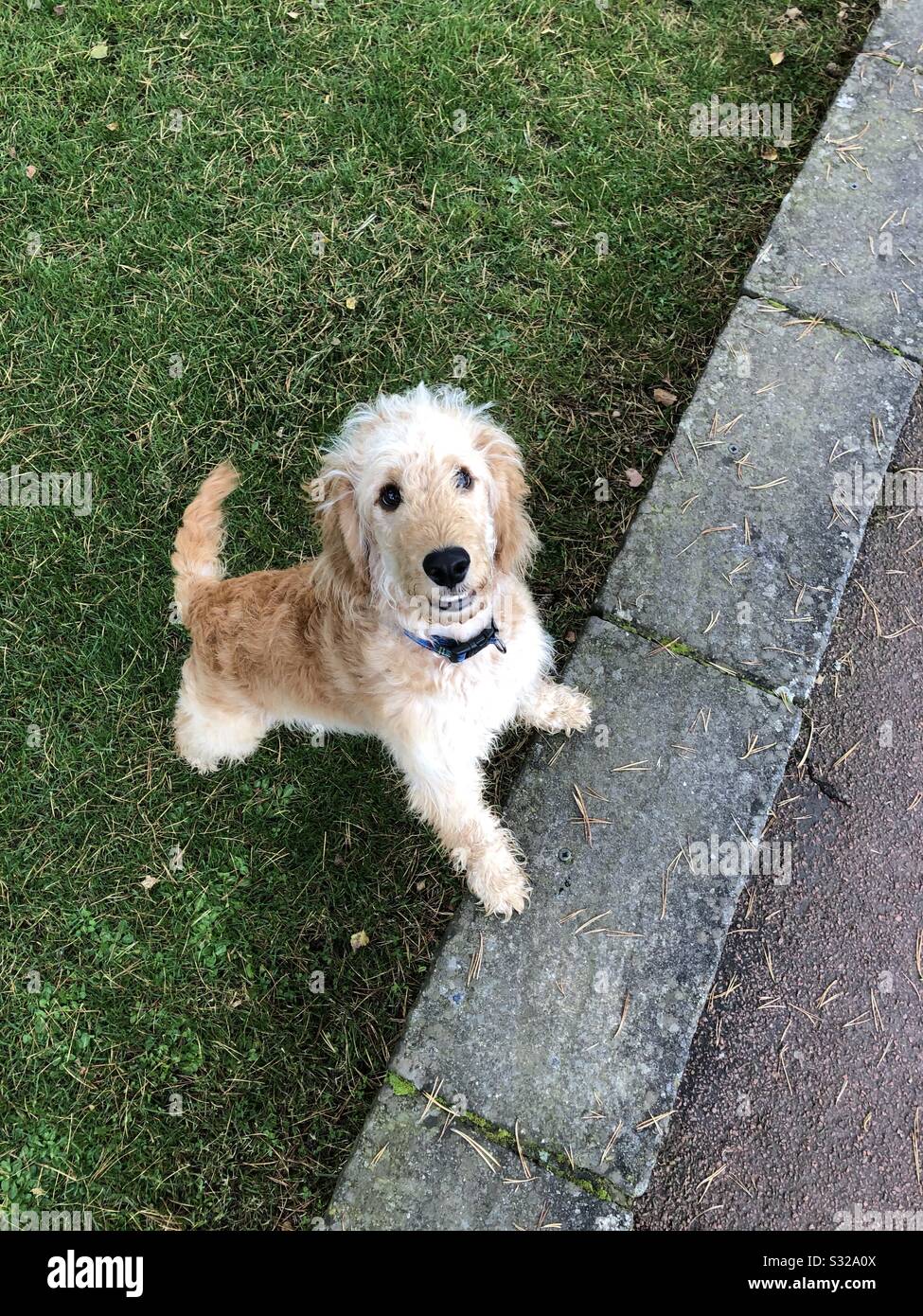 Cockapoo smiling hi-res stock photography and images - Alamy