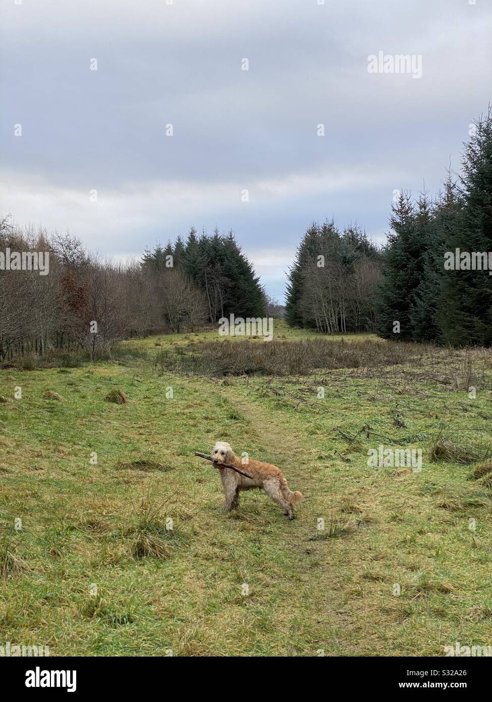 Cockapoo puppy enjoying his walk Stock Photo - Alamy