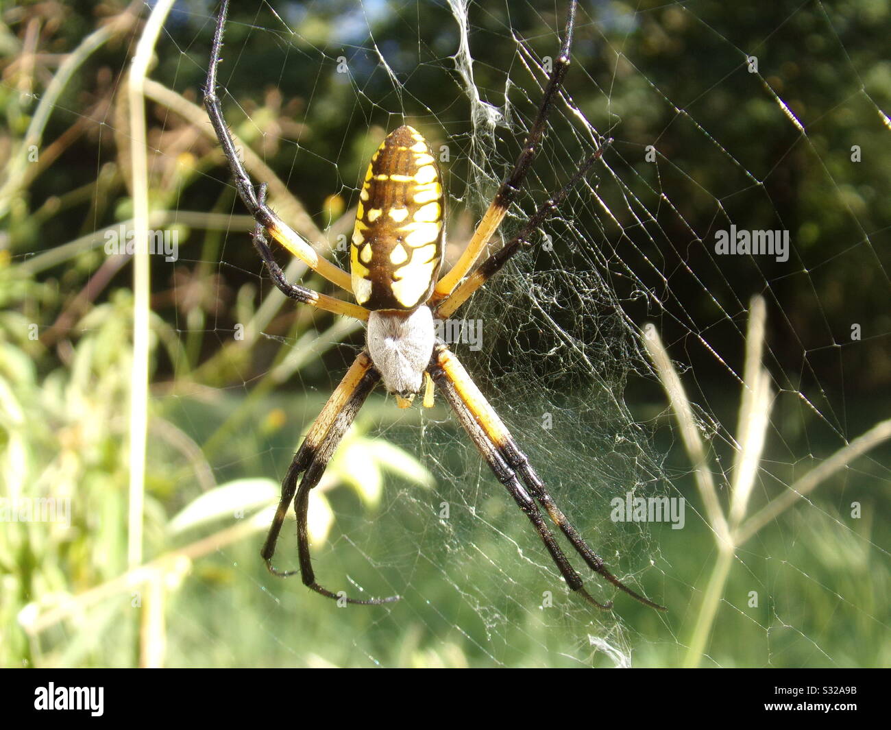 Banana spider hi-res stock photography and images - Alamy