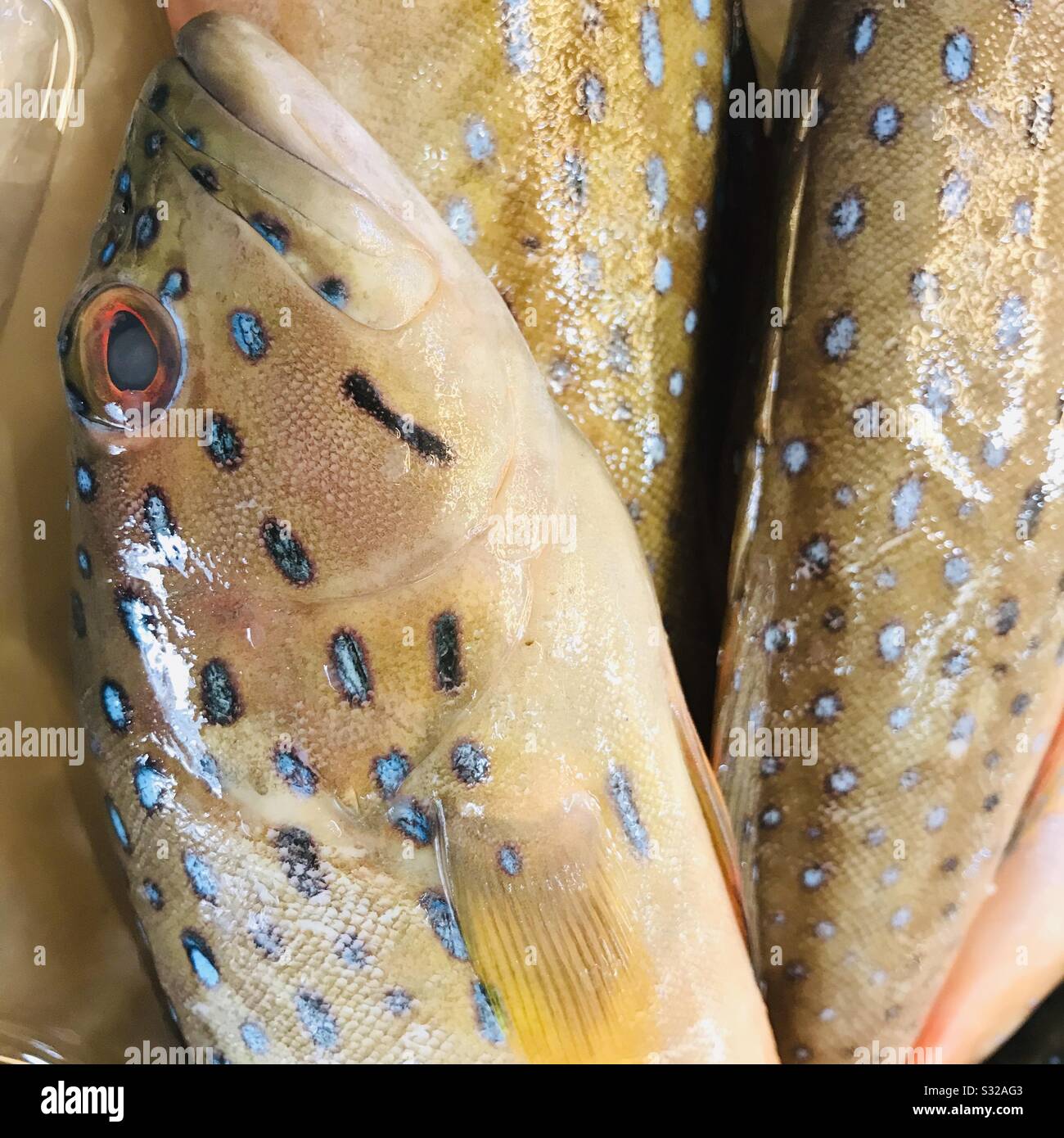 Blue dot grouper hi-res stock photography and images - Alamy