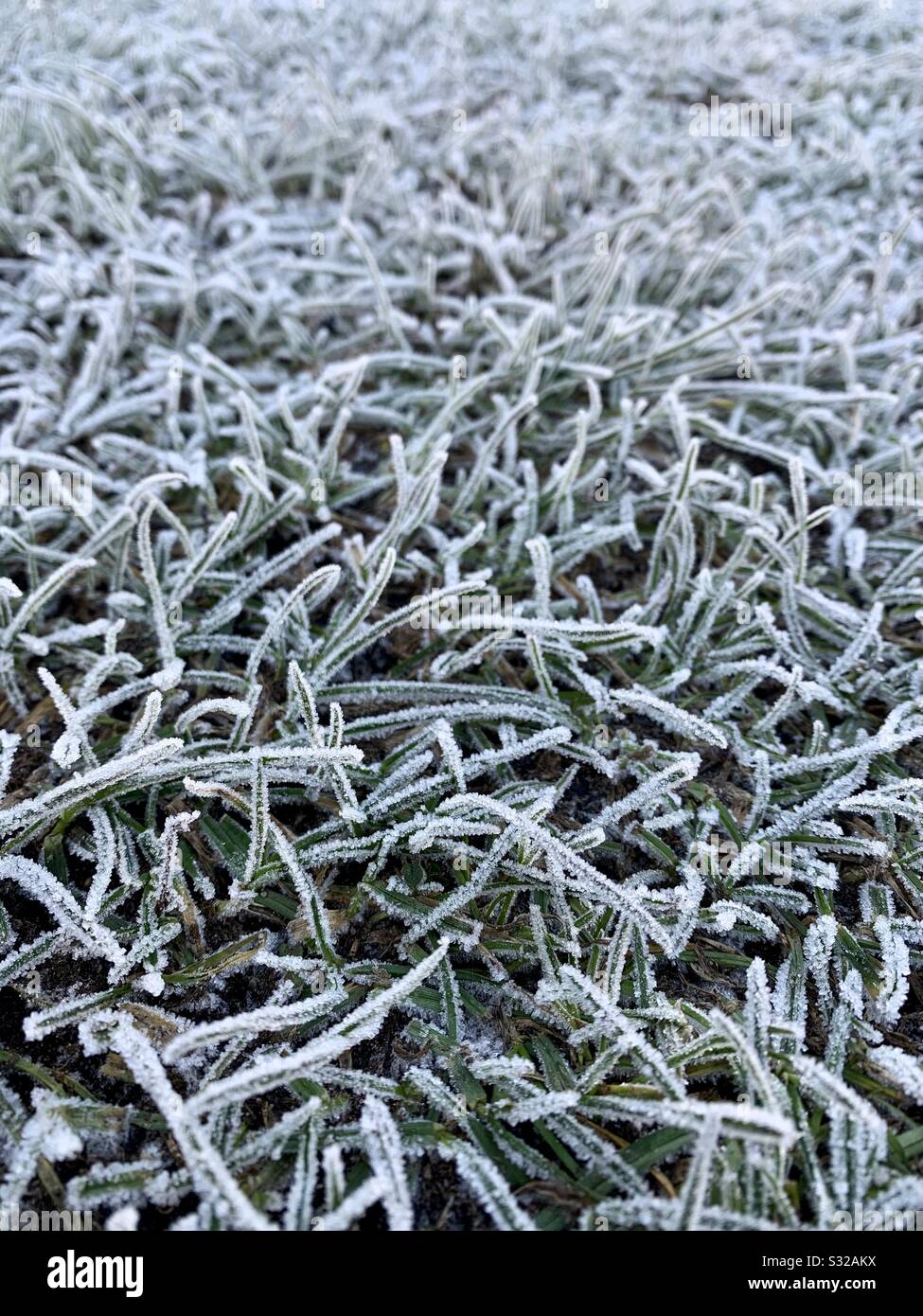 Icy Grass High Resolution Stock Photography and Images - Alamy