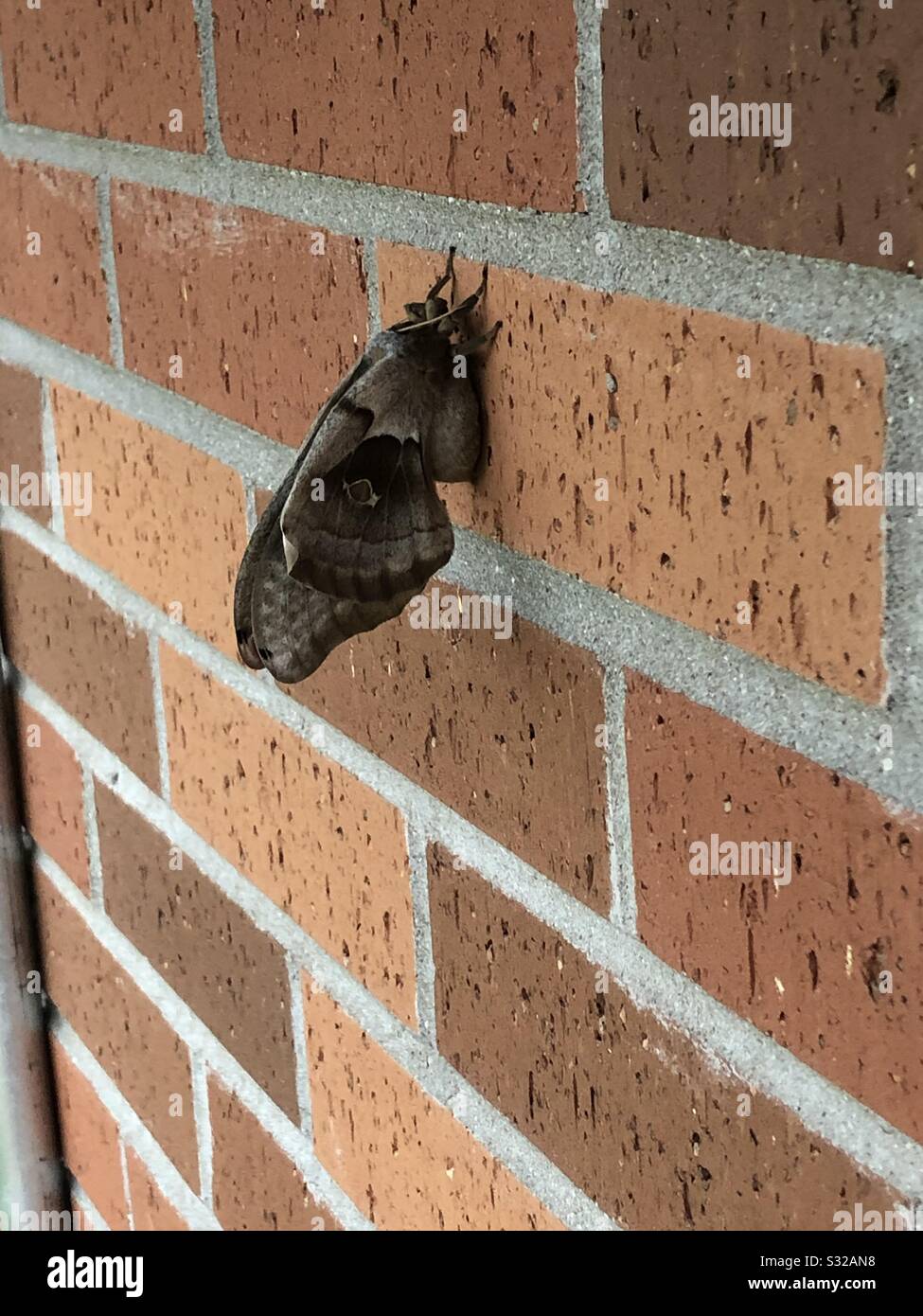 Brick moth hi-res stock photography and images - Alamy