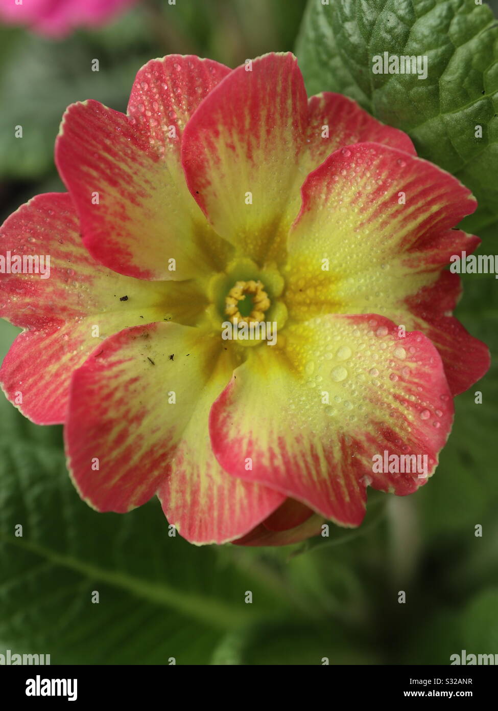 Red and yellow primrose hi-res stock photography and images - Alamy