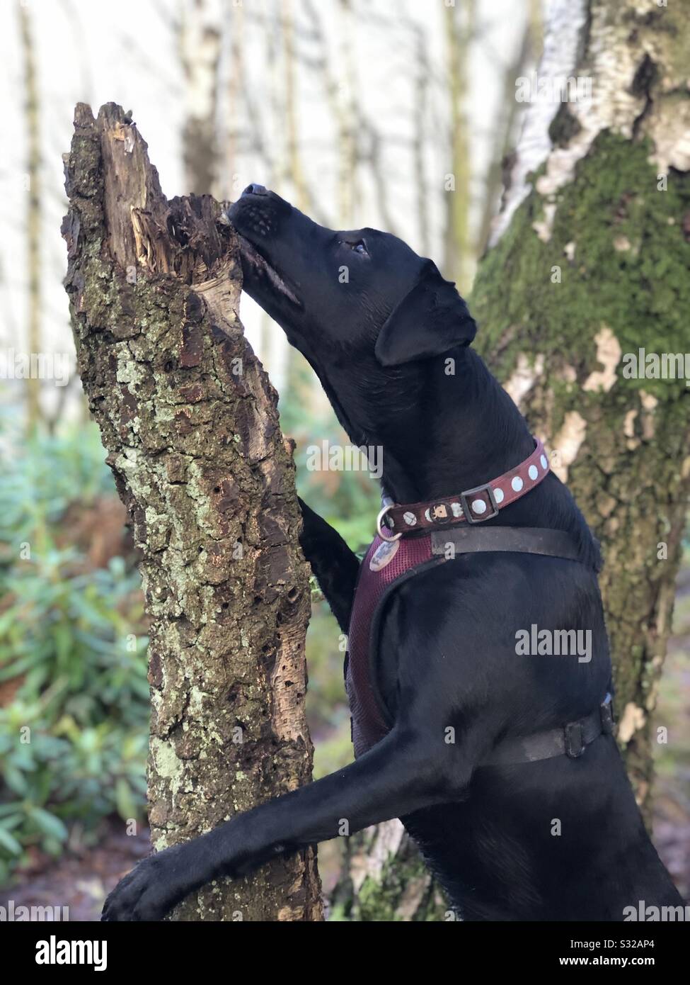 A black Labrador reaches up on her back legs to smell the broken tree ...