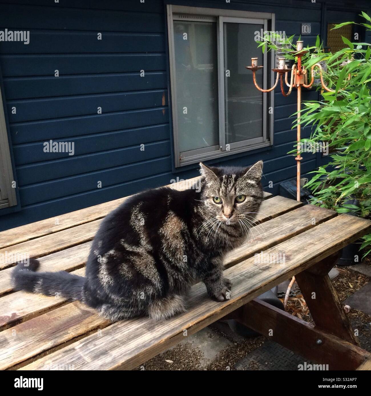A grey tabby cat sits on a wooden table outside a houseboat in ...