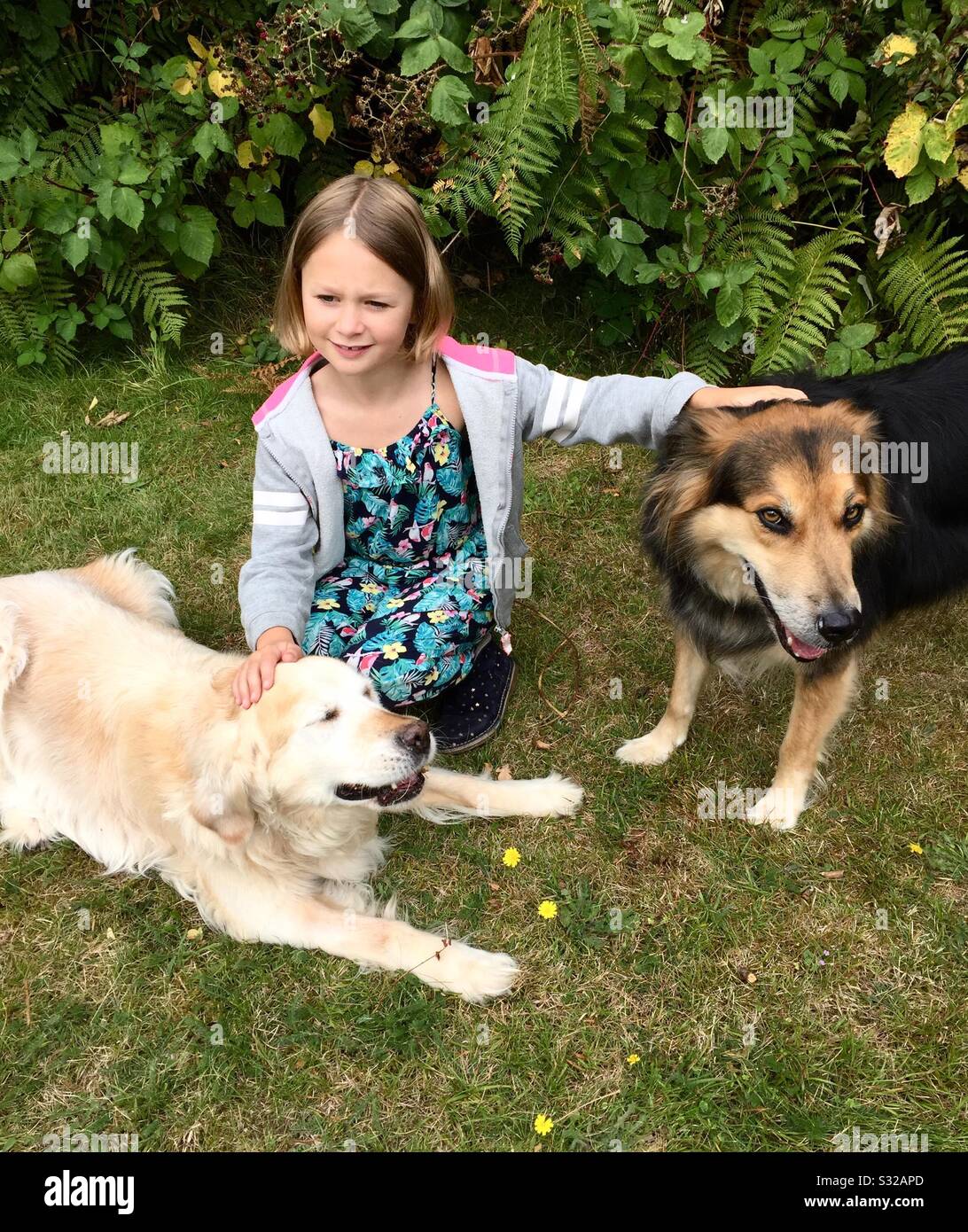 Female child with her two big dogs Stock Photo - Alamy