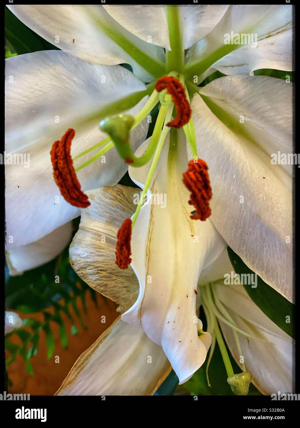 White lilly hi-res stock photography and images - Alamy