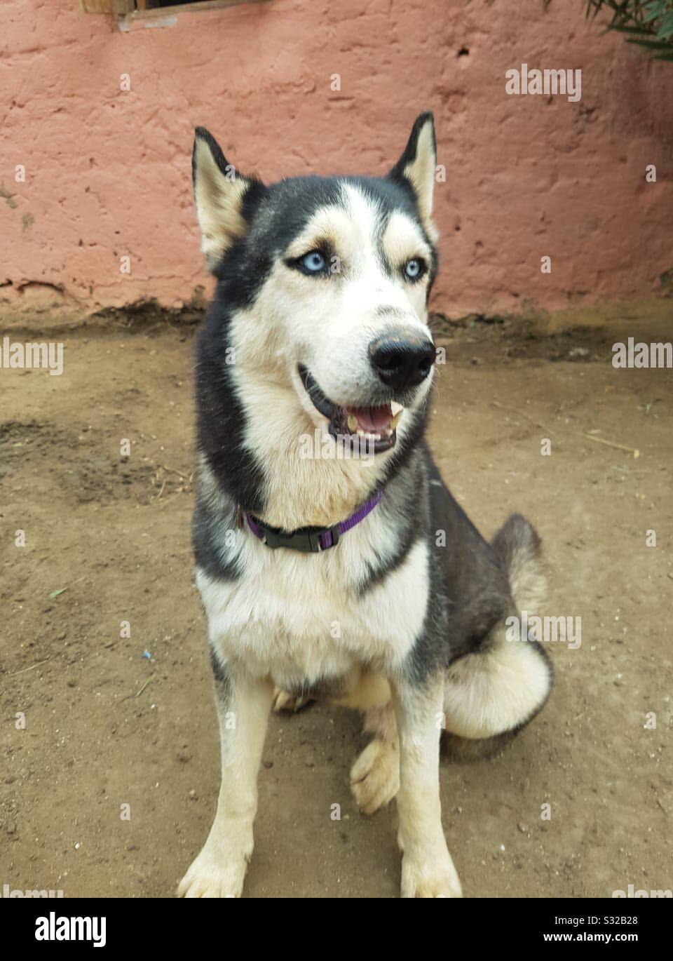 Bukha hi-res stock photography and images - Alamy