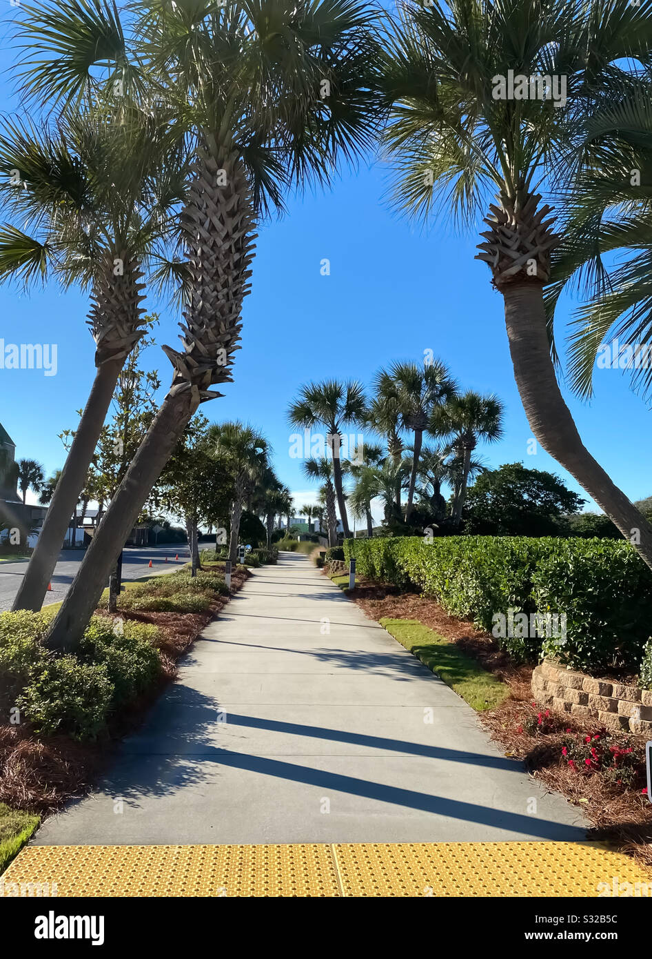 Palm lined path hi-res stock photography and images - Alamy