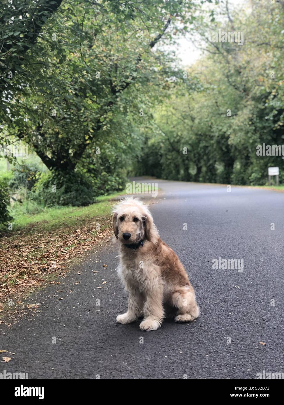 Cockapoo puppies hi-res stock photography and images - Alamy