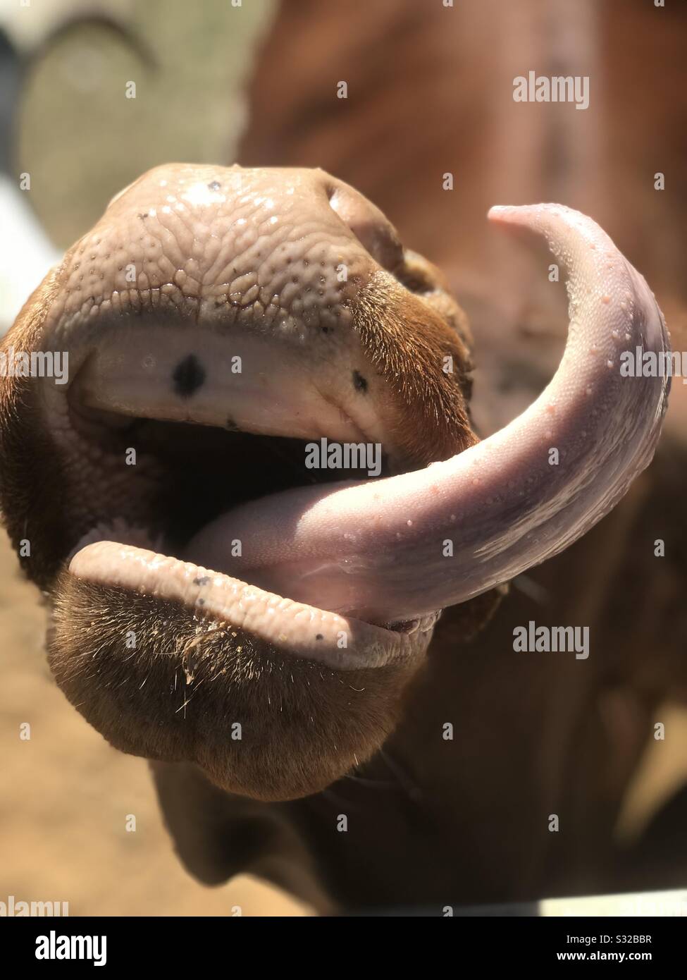 Tongue cow hi-res stock photography and images - Alamy