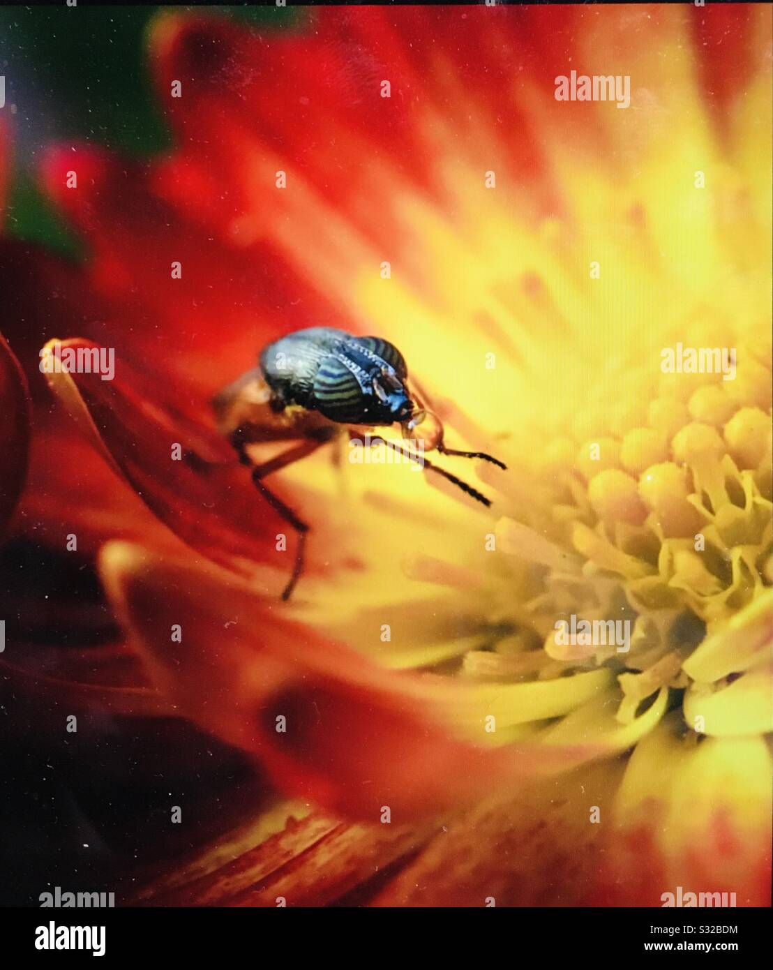 Insectos insectos hi-res stock photography and images - Alamy