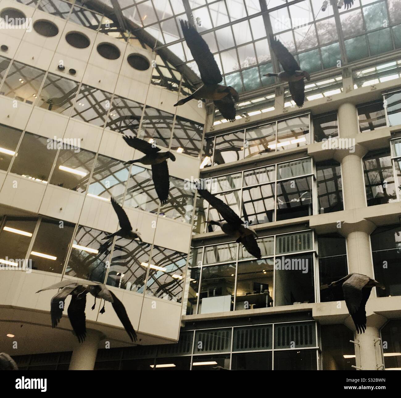 Eaton centre geese hi-res stock photography and images - Alamy