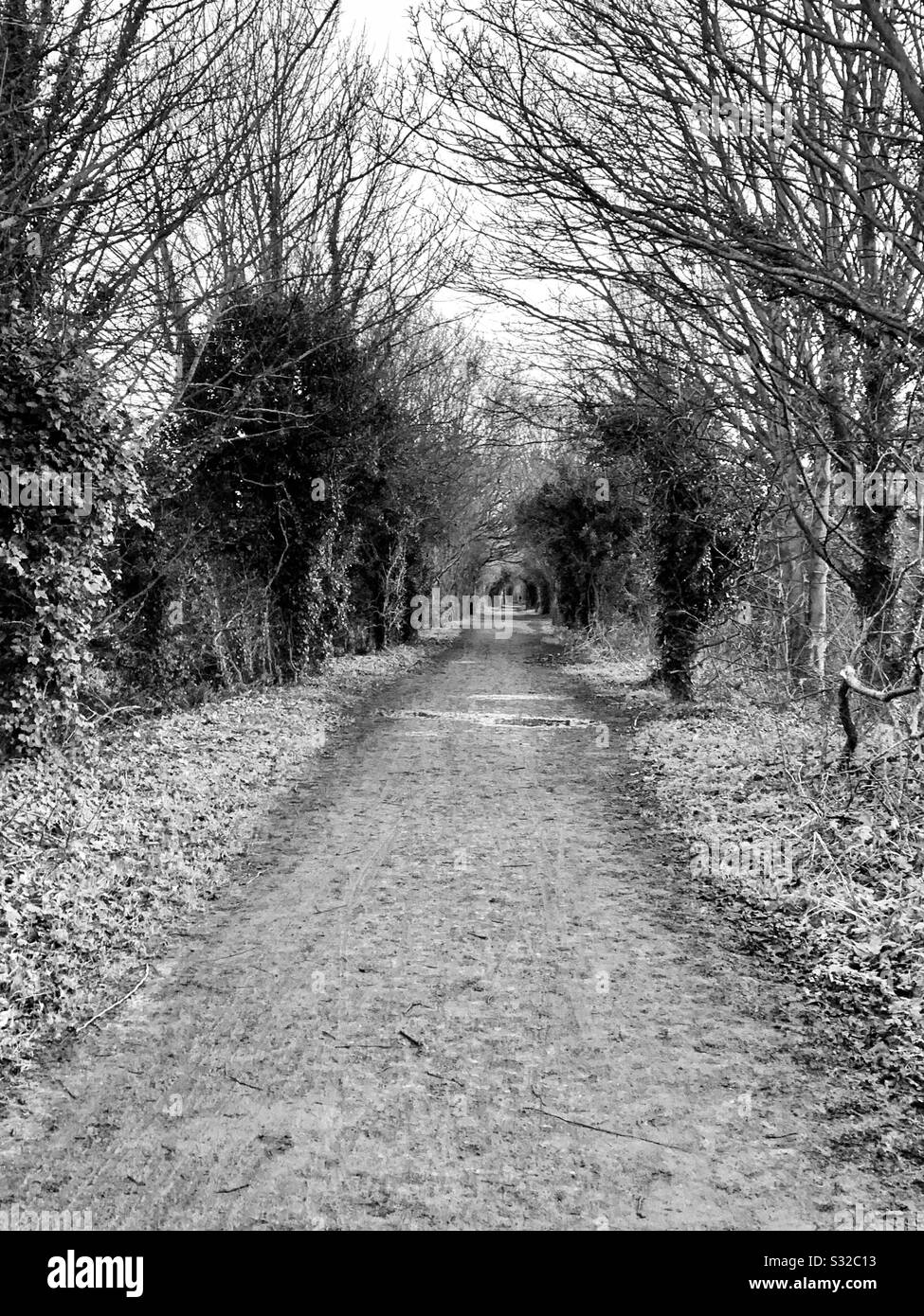 Magical Tunnel Of Trees High Resolution Stock Photography and Images ...