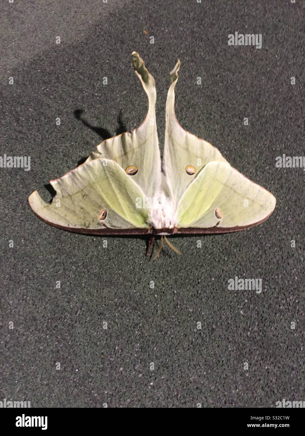 Green moth hi-res stock photography and images - Alamy