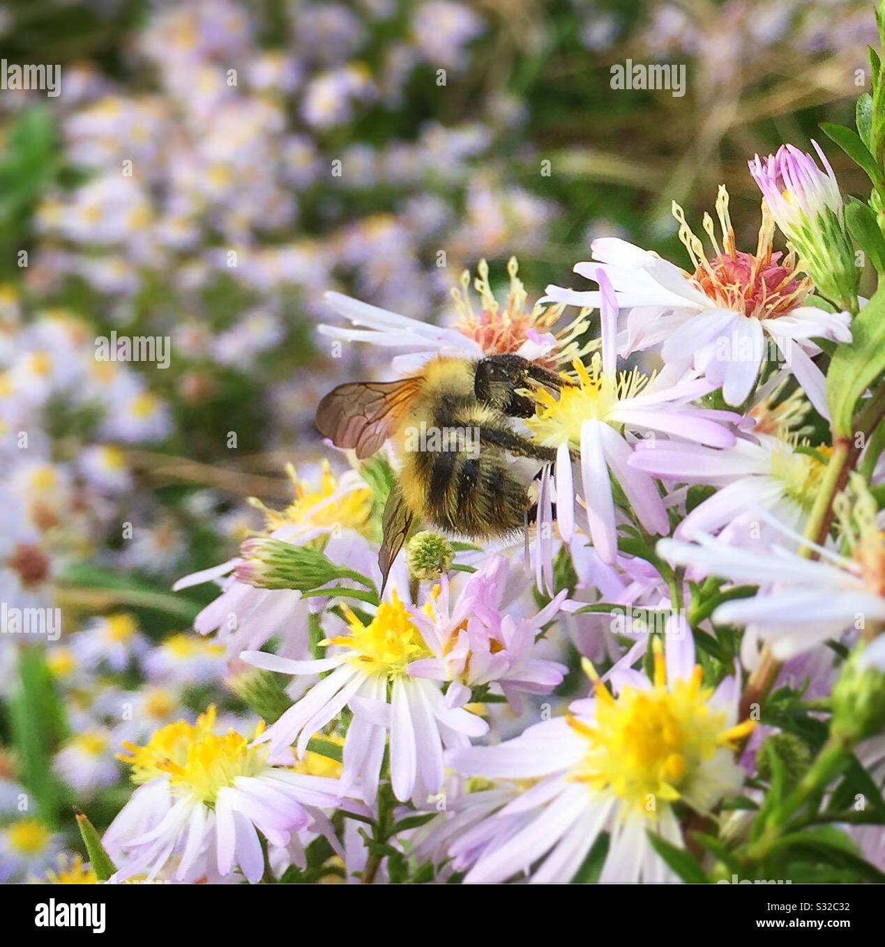 Minibeasts hi-res stock photography and images - Alamy