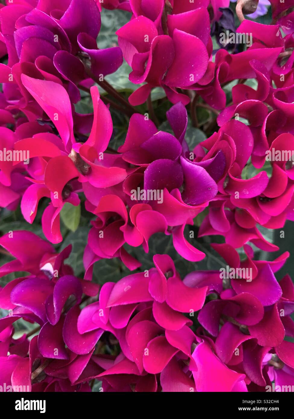 Vibrant pink hi-res stock photography and images - Alamy