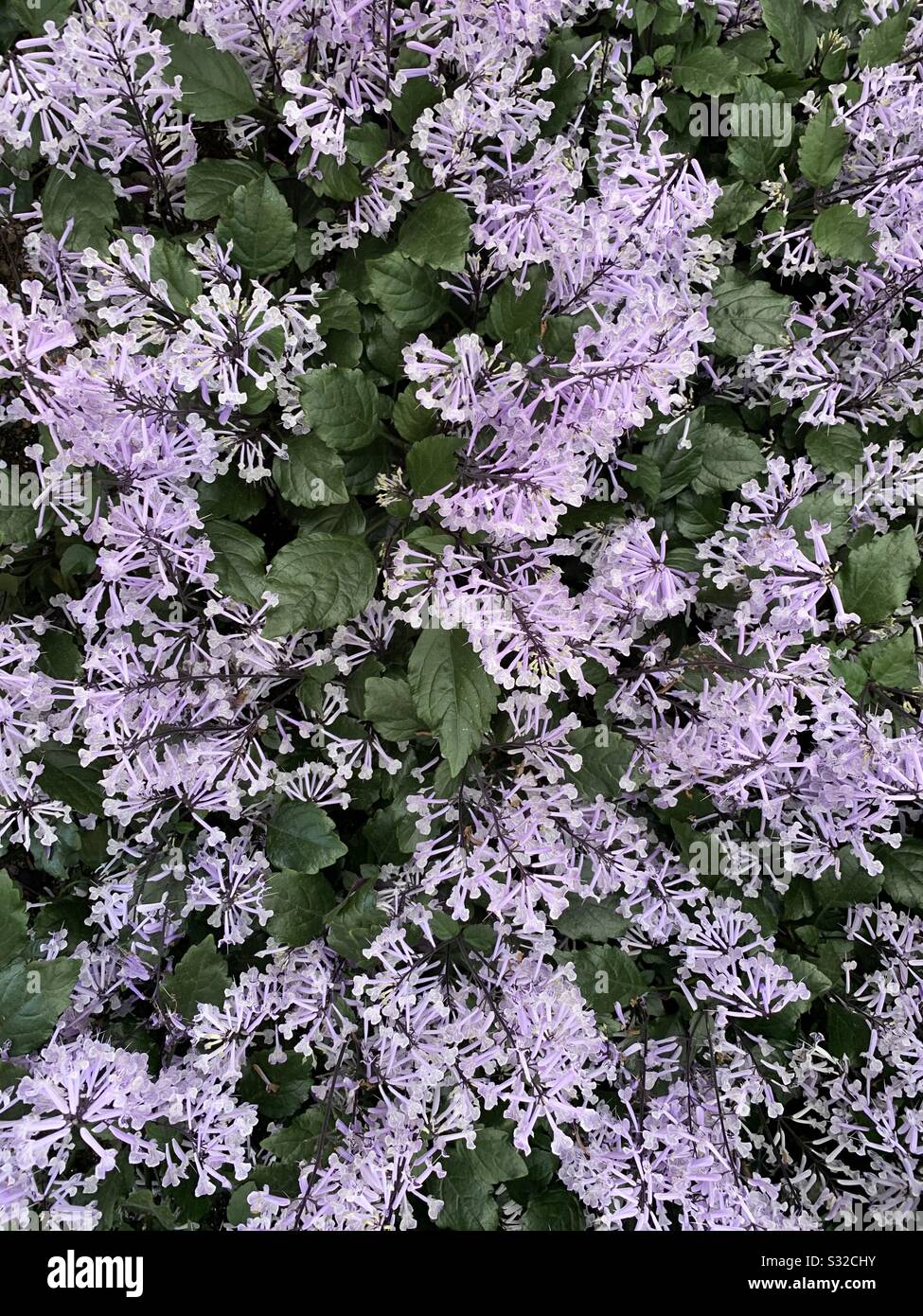 Spindly flowers hi-res stock photography and images - Alamy