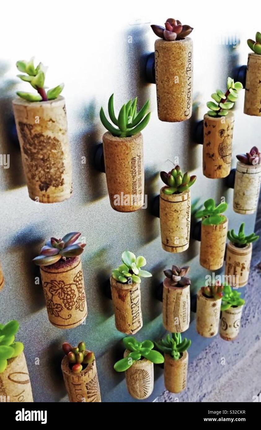 Cork flower hi-res stock photography and images - Alamy