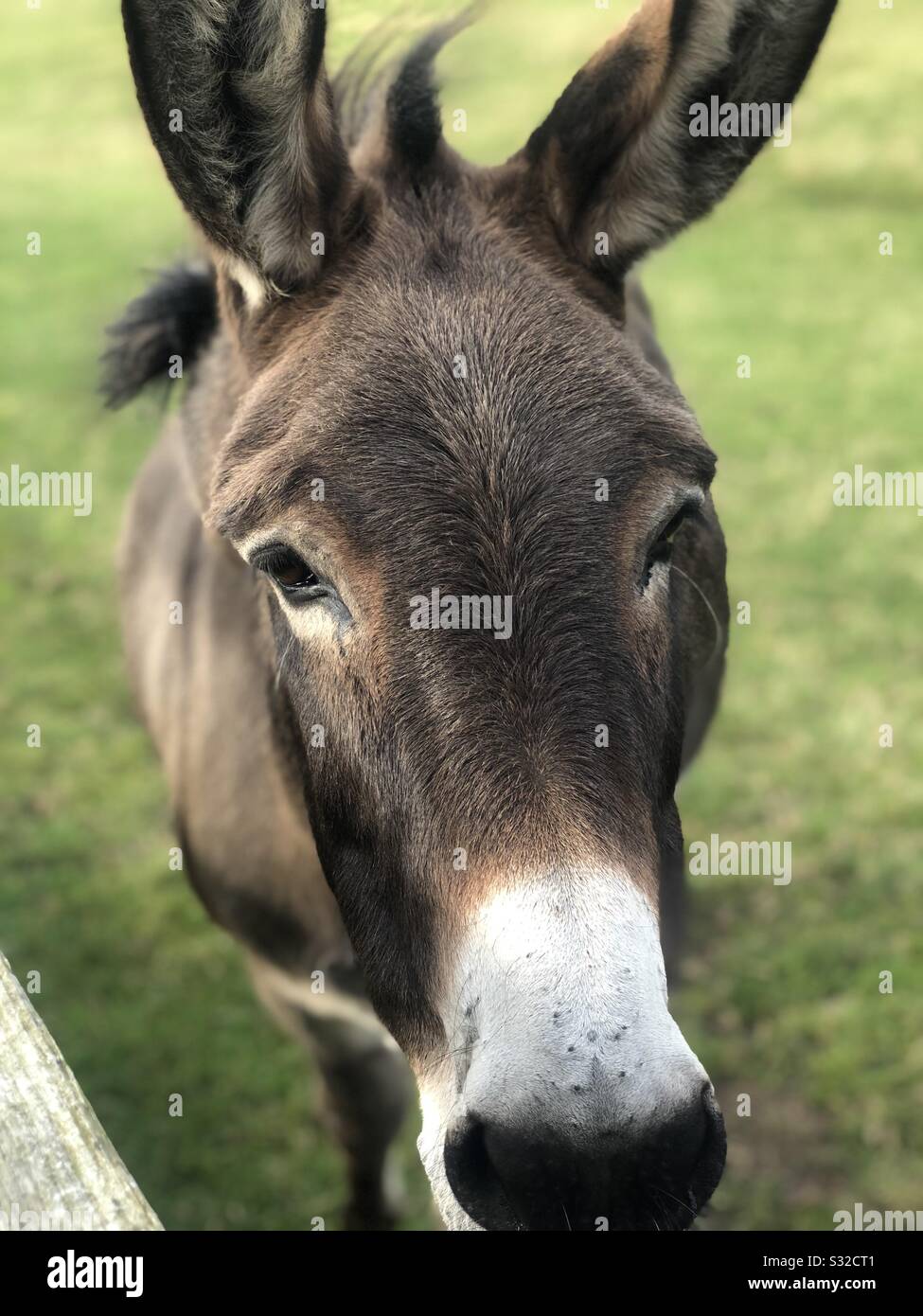 Donkey with big ears hi-res stock photography and images - Alamy