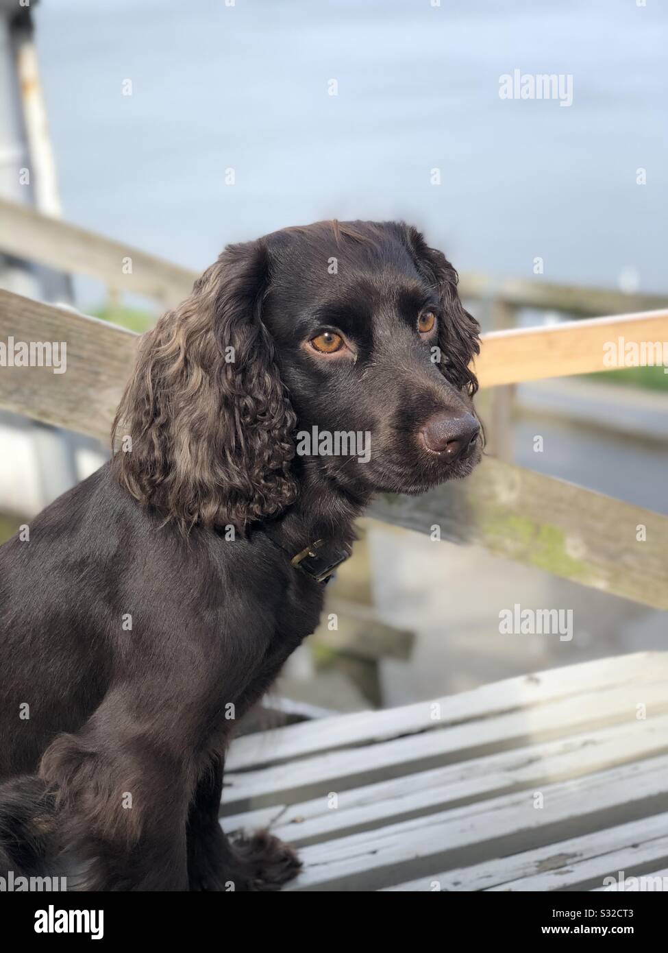 Curly brown spaniel hi-res stock photography and images - Alamy
