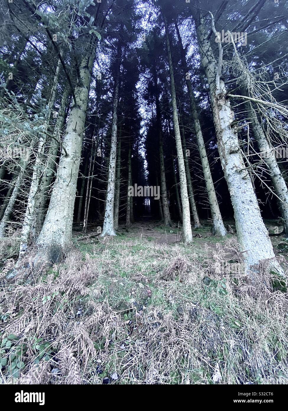 Dark woods hi-res stock photography and images - Alamy