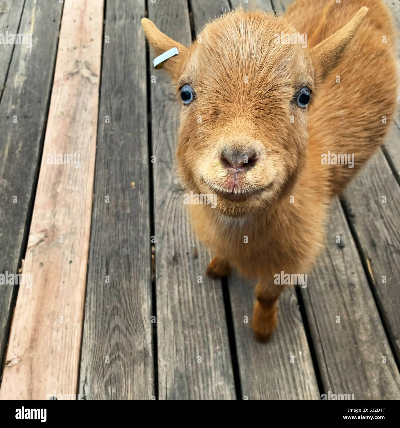 Goat face hi-res stock photography and images - Alamy