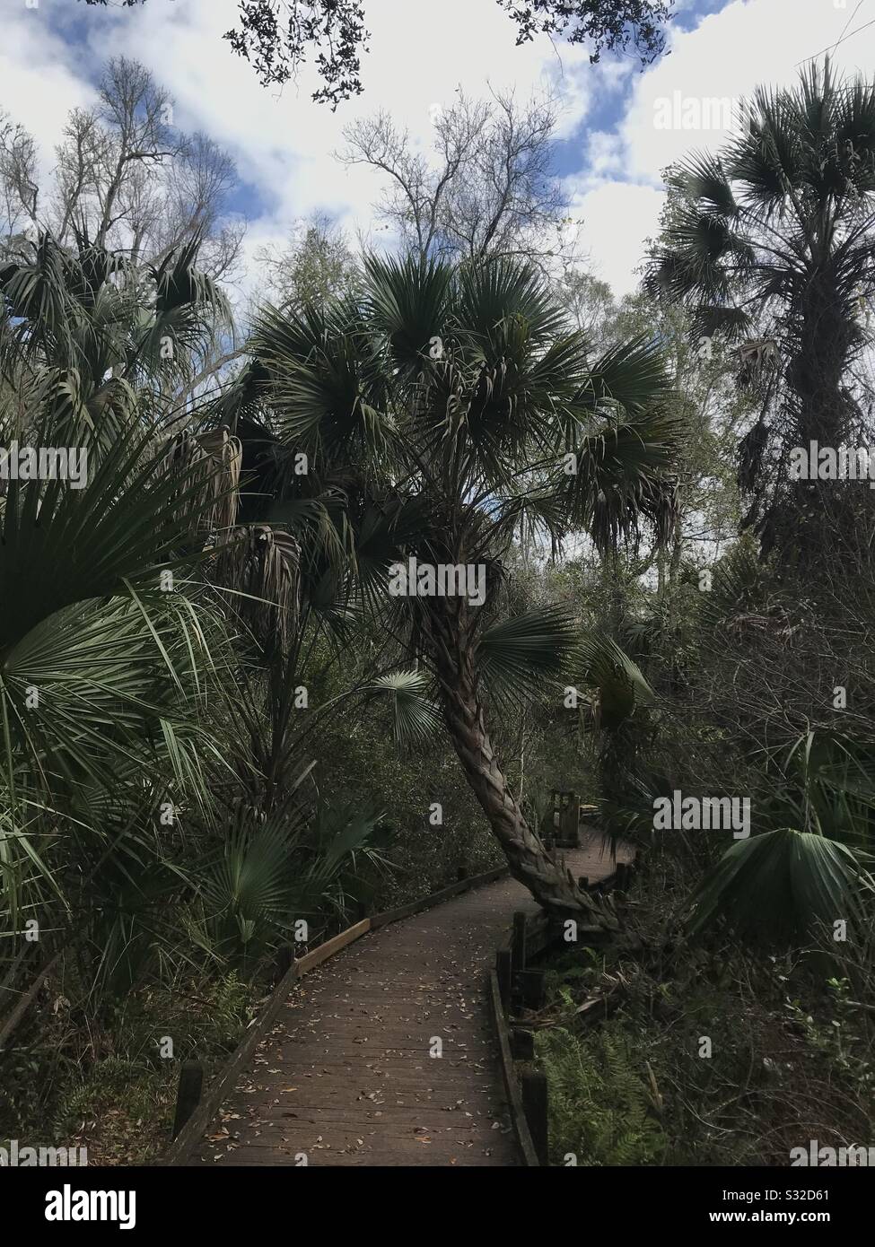 Ocala national park hi-res stock photography and images - Alamy