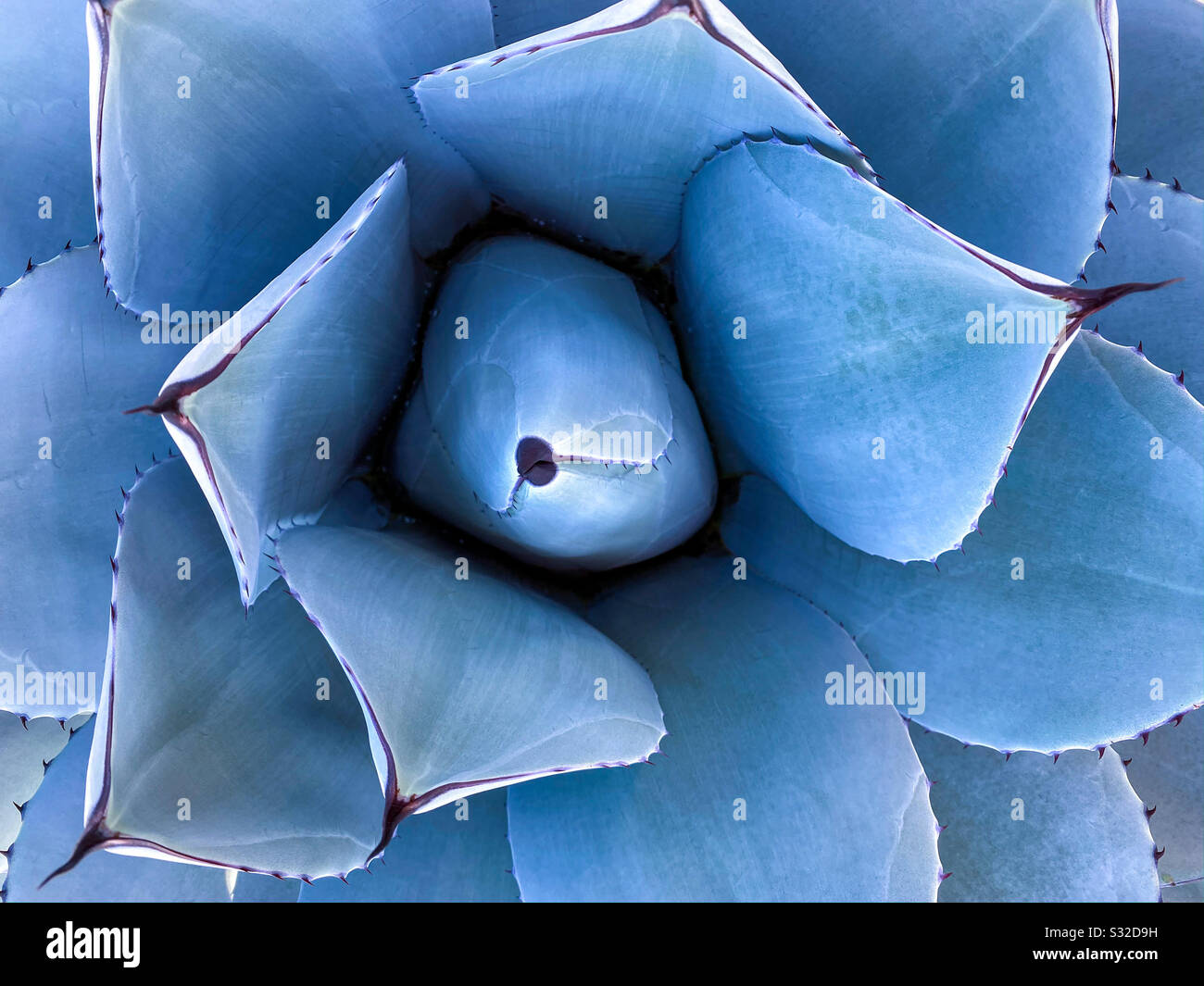Cabbage head agave (agave parrasana) hi-res stock photography and ...