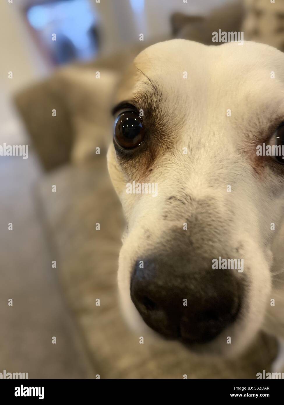 Romanian dog hi-res stock photography and images - Alamy